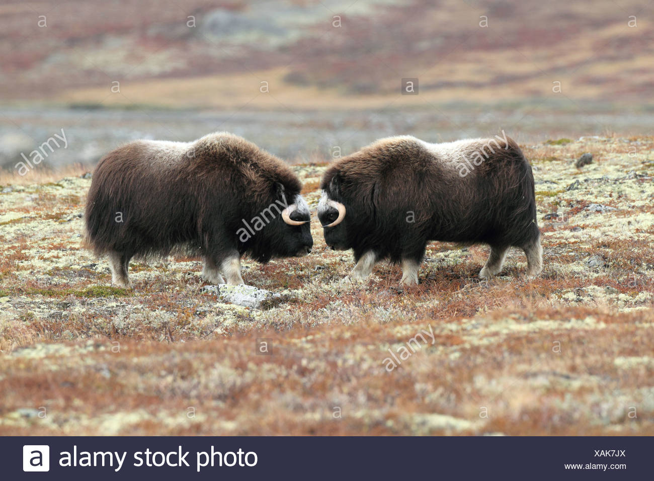 Moschustier High Resolution Stock Photography and Images - Alamy