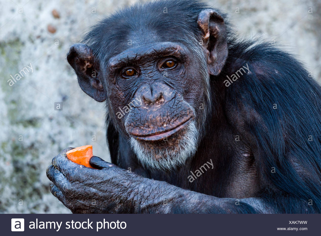 Inquisitive Eyes High Resolution Stock Photography and Images - Alamy
