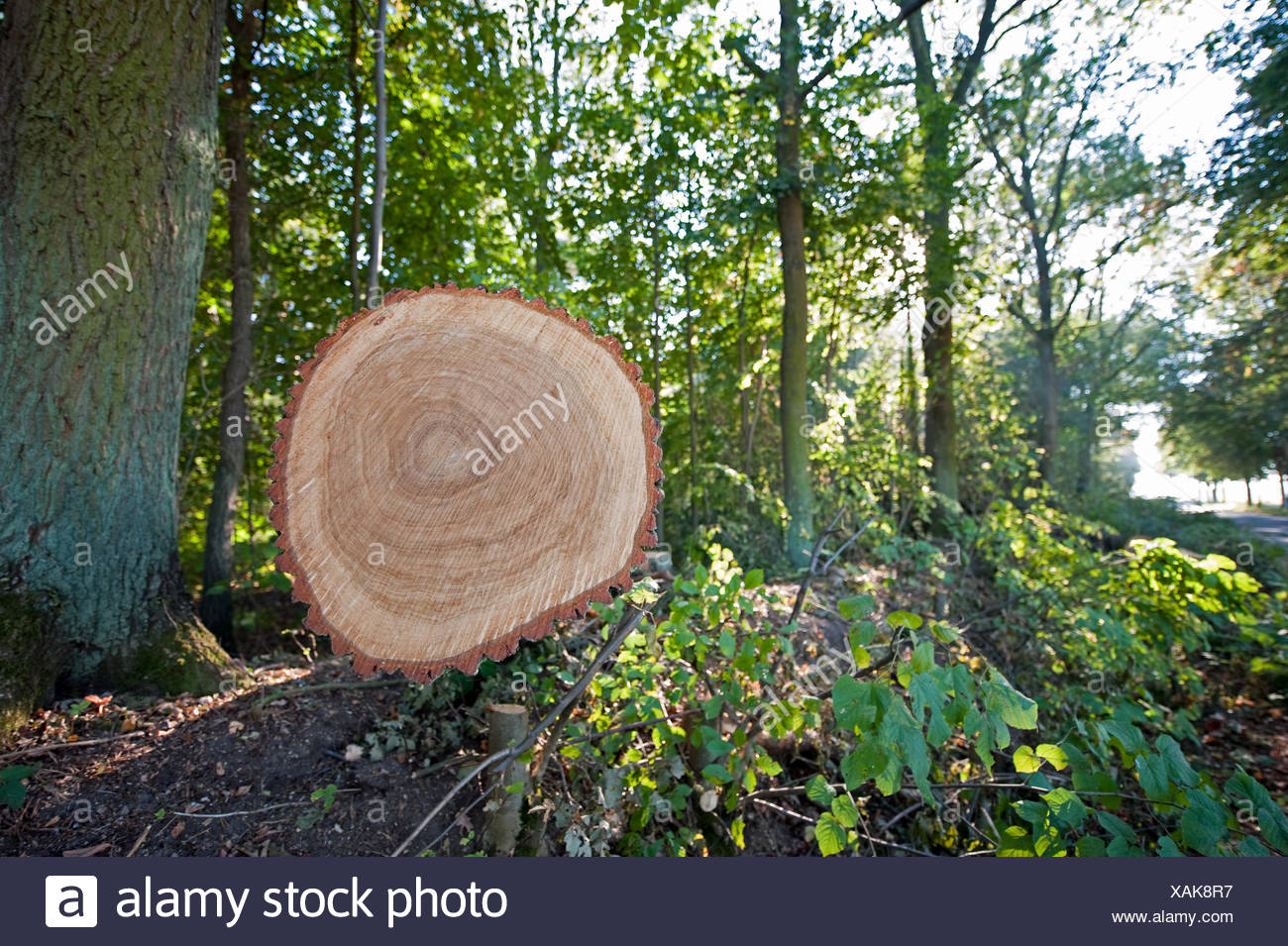 Tree Cross Section Oak High Resolution Stock Photography and Images - Alamy