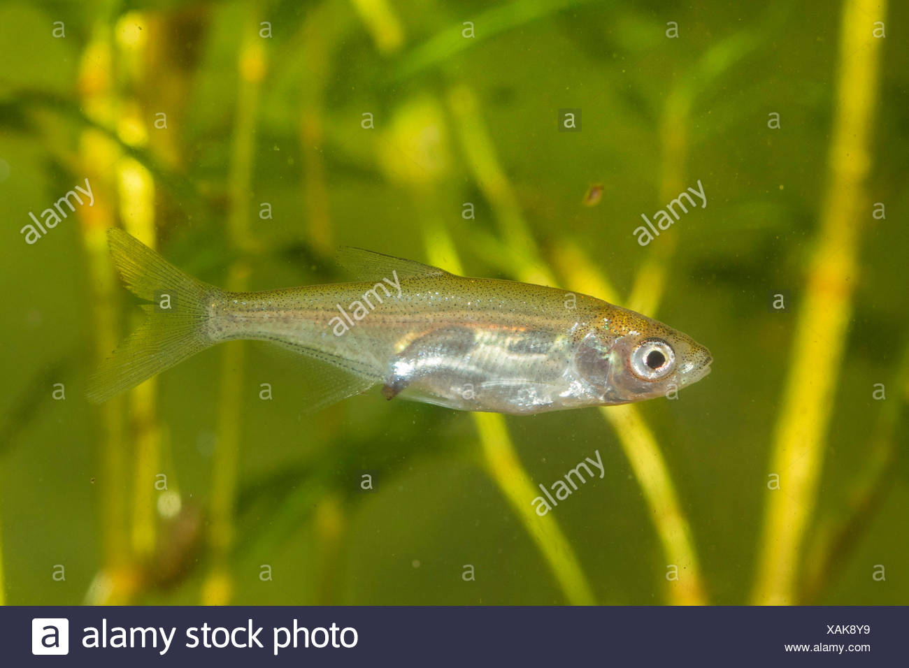 Brachsen Stock Photos & Brachsen Stock Images - Alamy