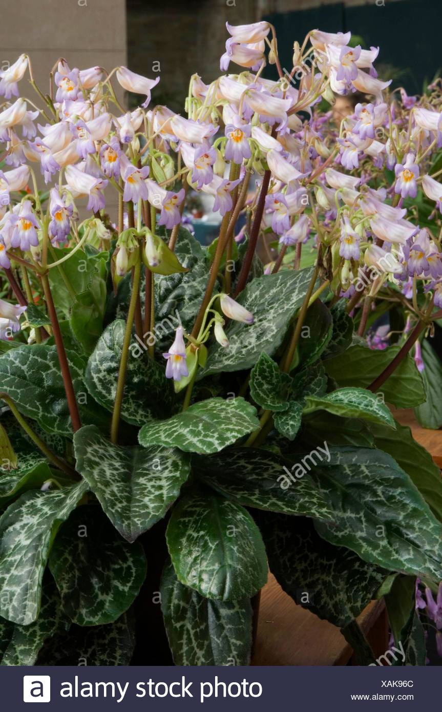 Hisako Stock Photos & Hisako Stock Images - Alamy