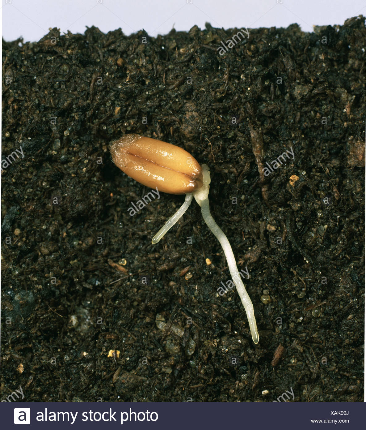 Germinating Wheat Seedling Roots Coleoptile High Resolution Stock ...