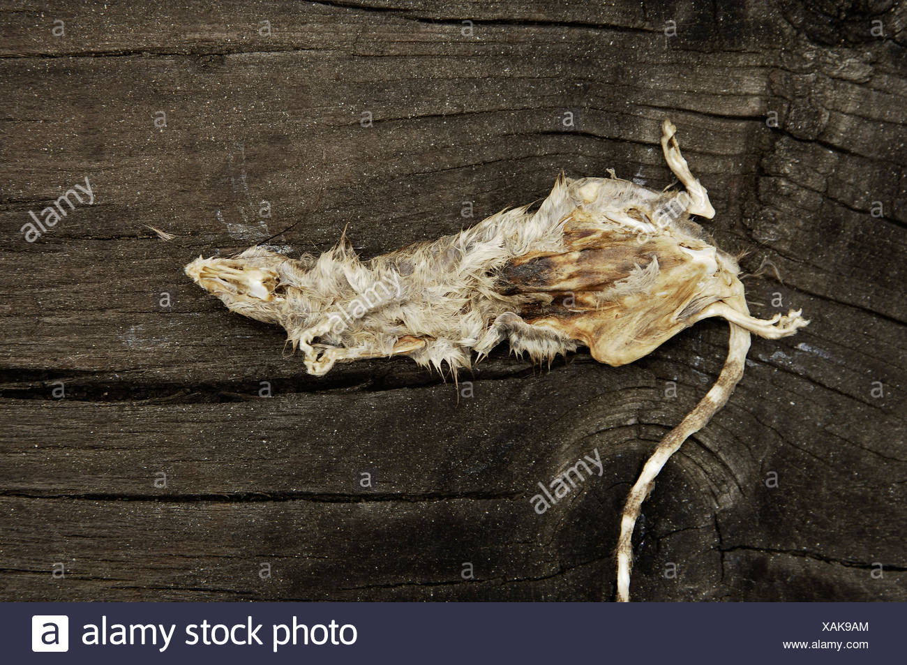 Rat Poisons High Resolution Stock Photography and Images - Alamy