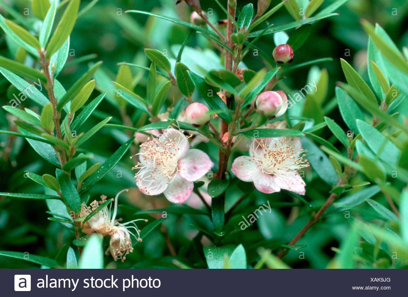 Myrtle Myrtus Communis High Resolution Stock Photography and Images - Alamy