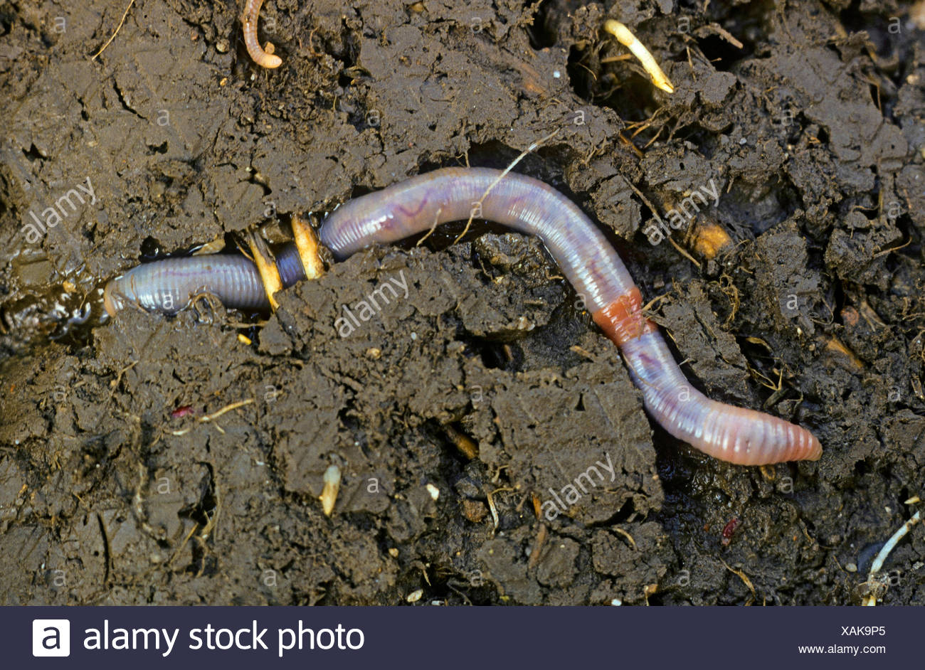 Burrow Cross Section Stock Photos & Burrow Cross Section Stock Images ...