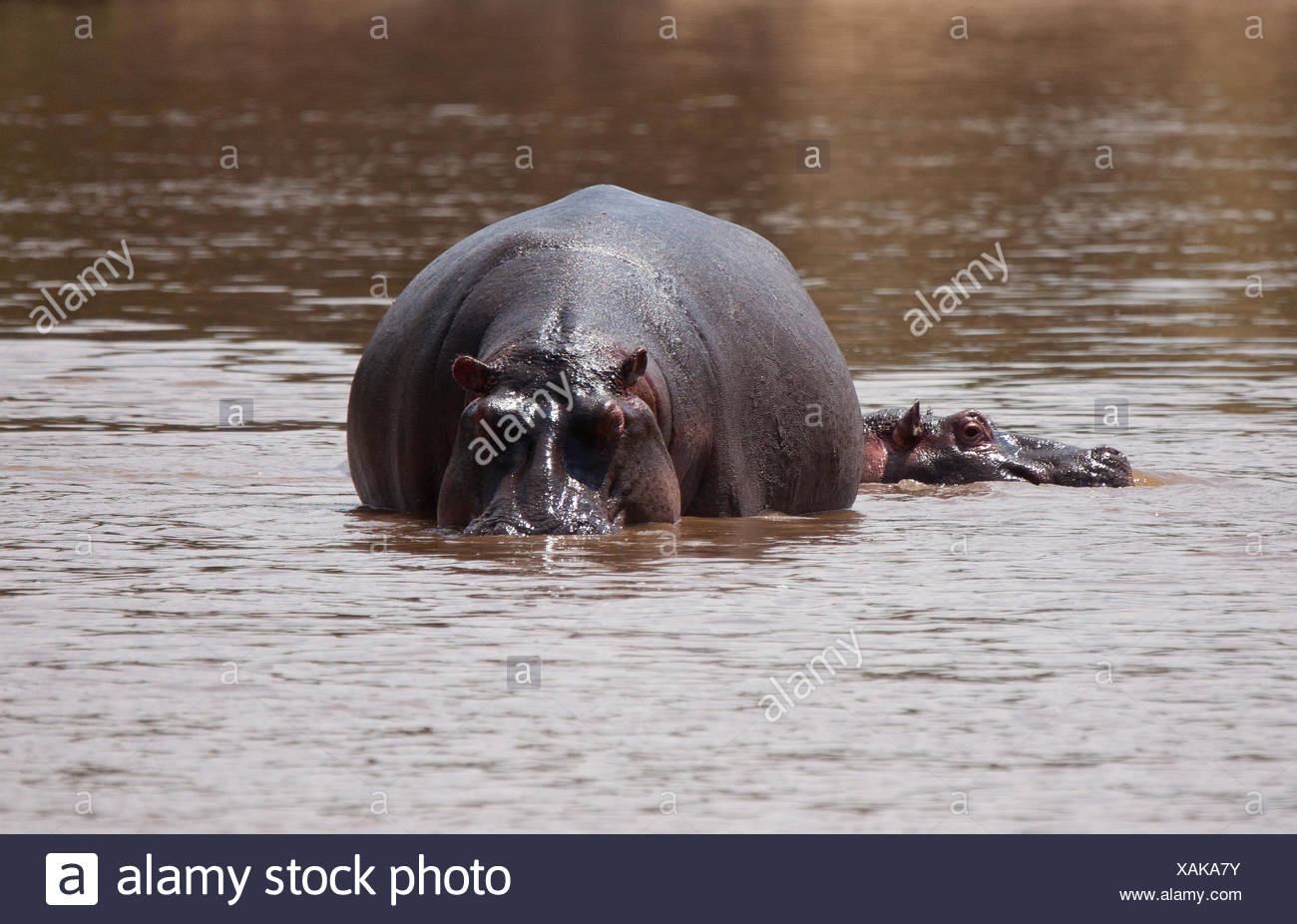 Hippo Swimming High Resolution Stock Photography and Images - Alamy