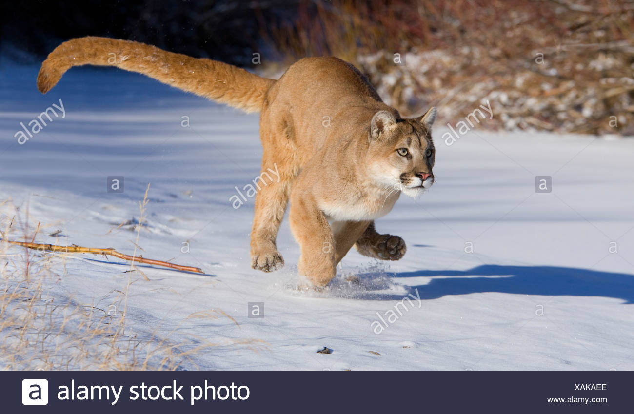 Lion Running High Resolution Stock Photography and Images - Alamy
