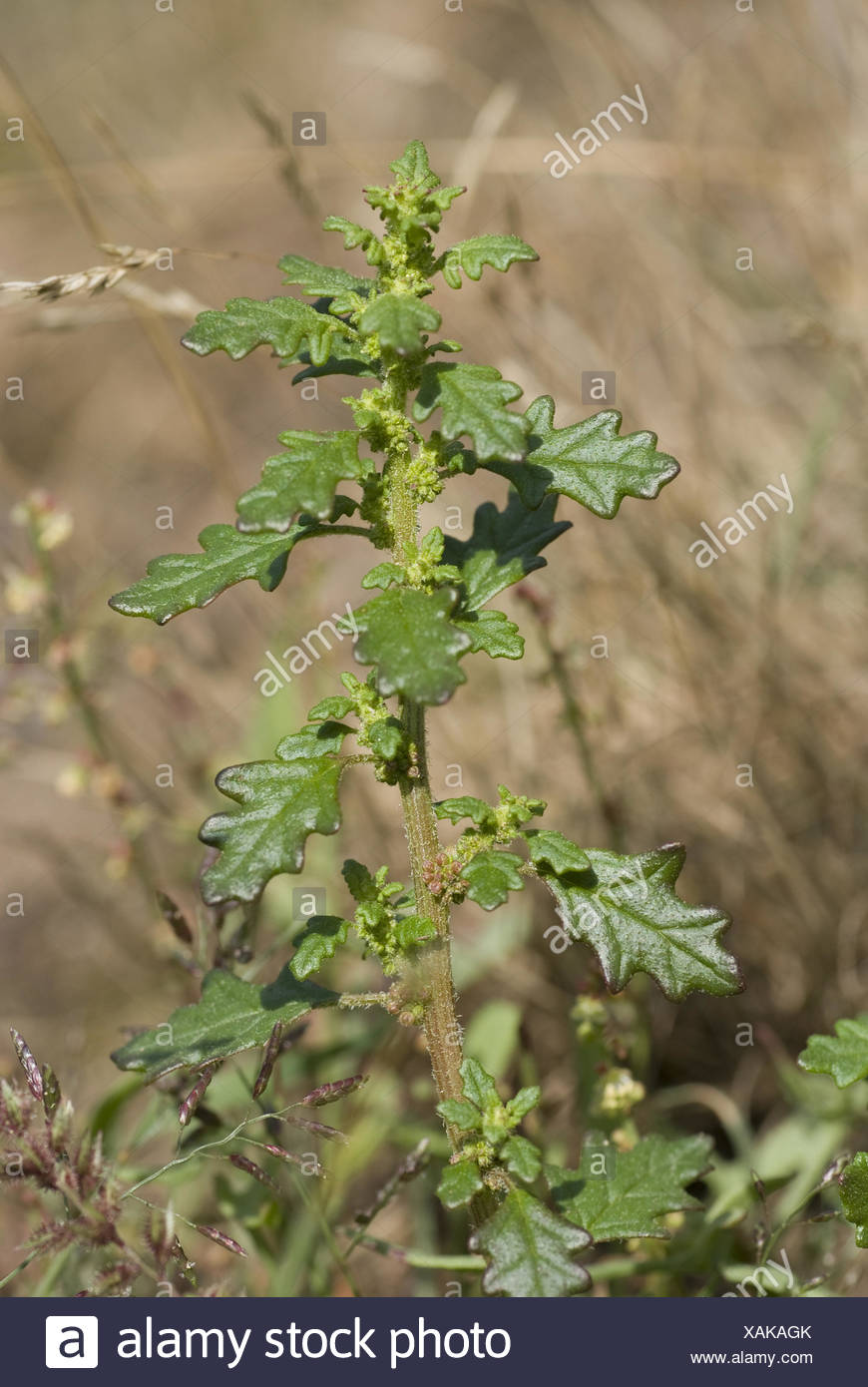 Goosefeet High Resolution Stock Photography and Images - Alamy
