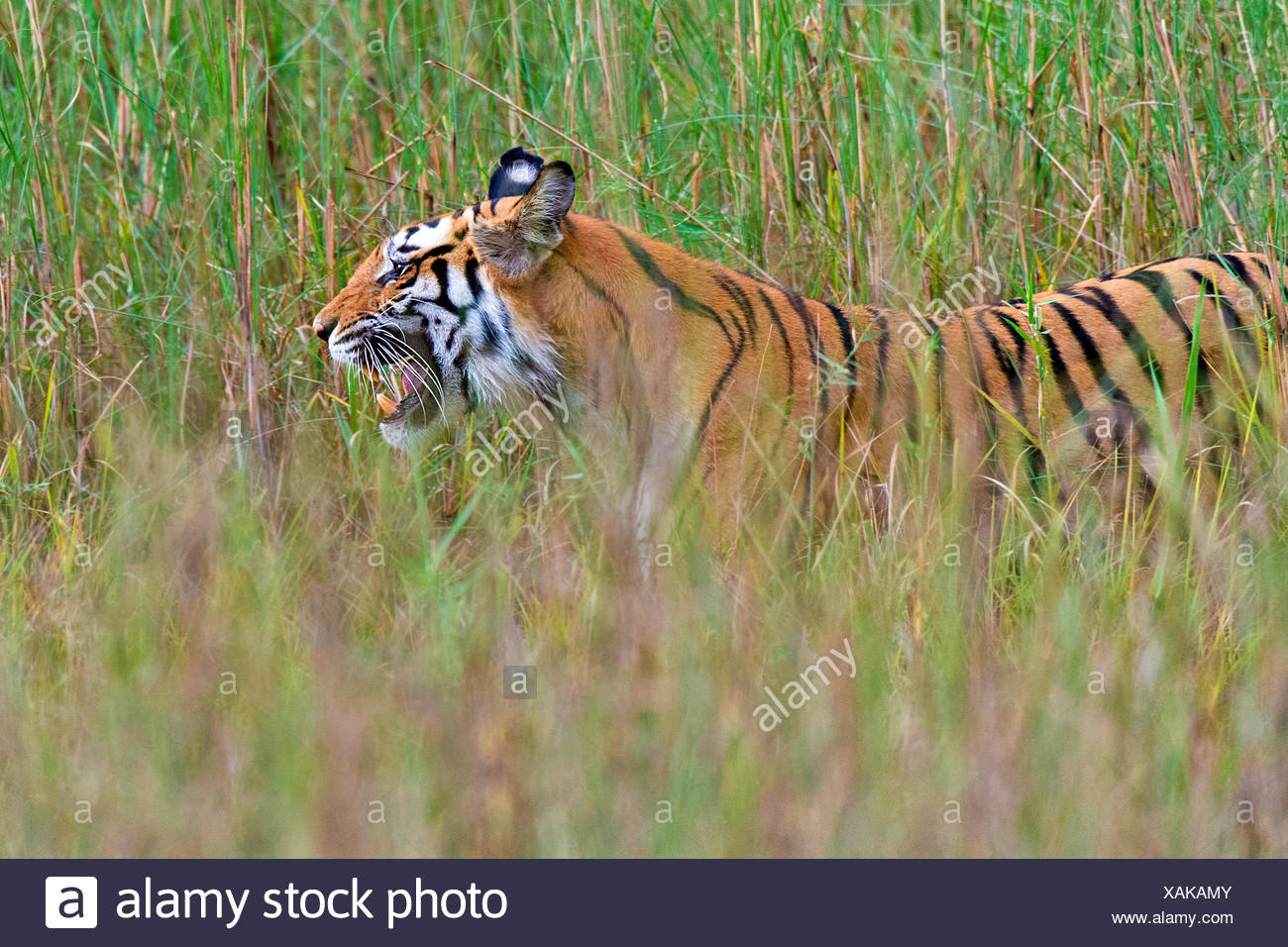 Tiger Stalking Prey Stock Photos & Tiger Stalking Prey Stock Images - Alamy
