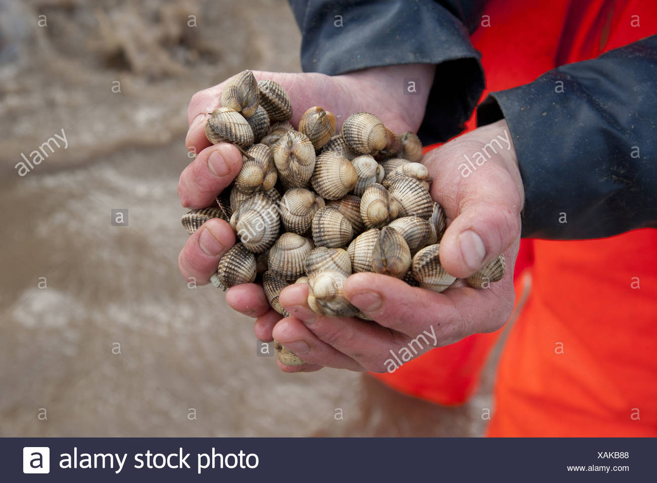 Harvested Cockles Stock Photos & Harvested Cockles Stock Images - Alamy