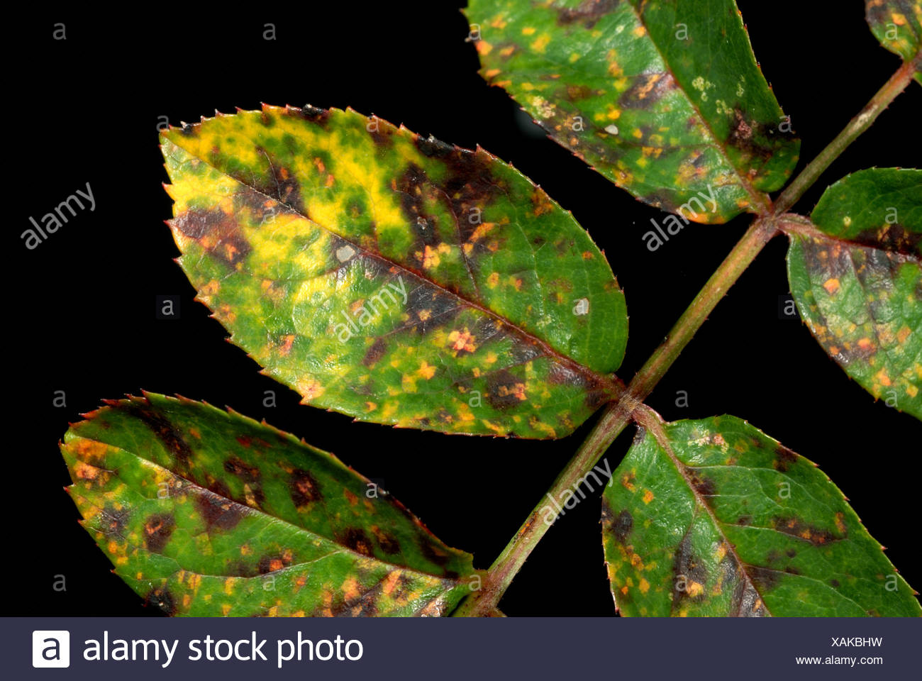 Rust Colours High Resolution Stock Photography and Images - Alamy
