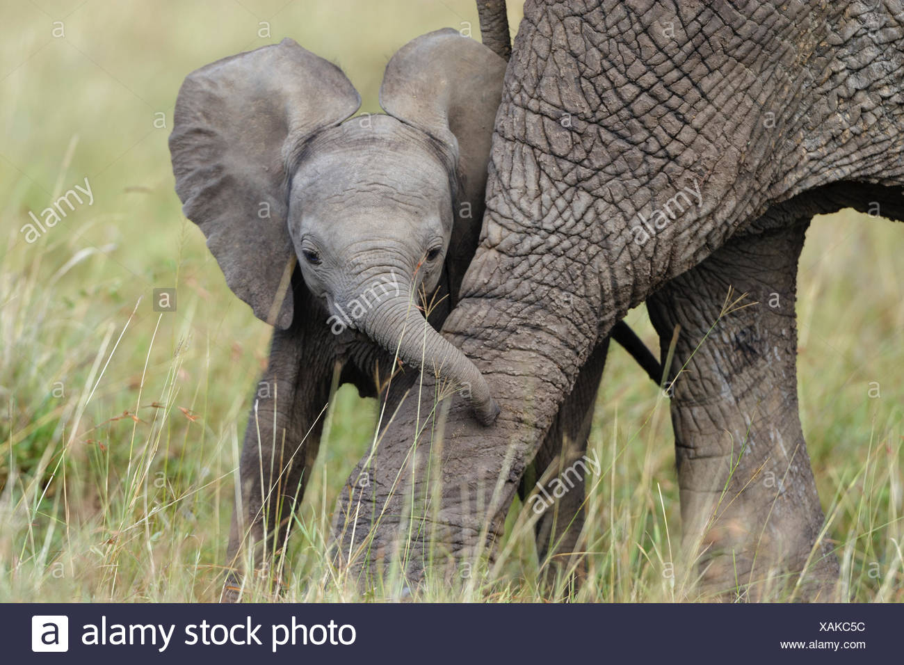 Baby Elephant Playing High Resolution Stock Photography and Images - Alamy