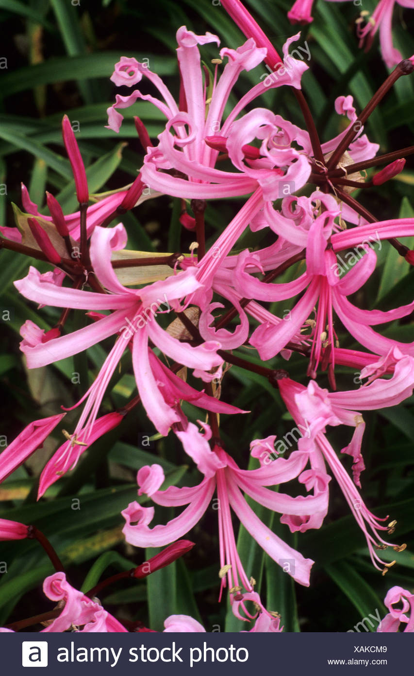 Nerines High Resolution Stock Photography and Images - Alamy