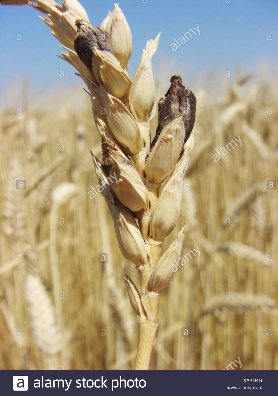 Ergot Fungus High Resolution Stock Photography and Images - Alamy