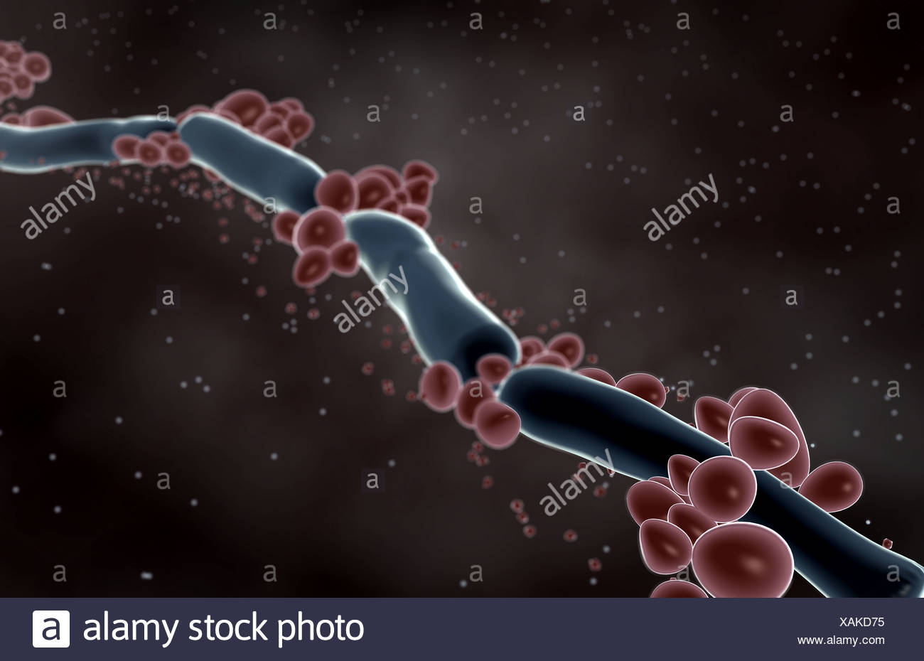 Candida Albicans Yeast High Resolution Stock Photography and Images - Alamy