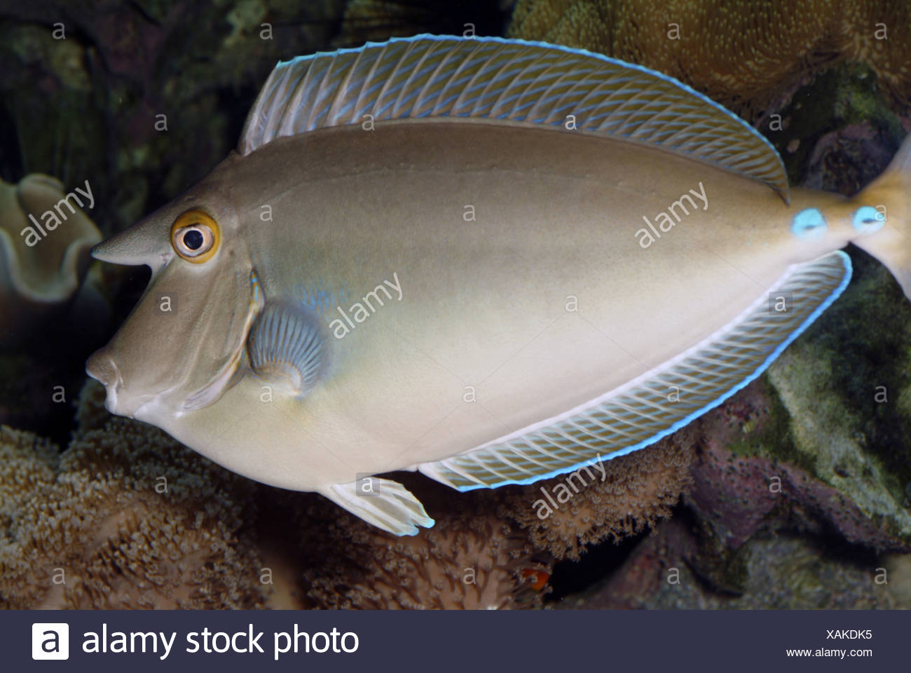 Unicorn Surgeonfish High Resolution Stock Photography and Images - Alamy