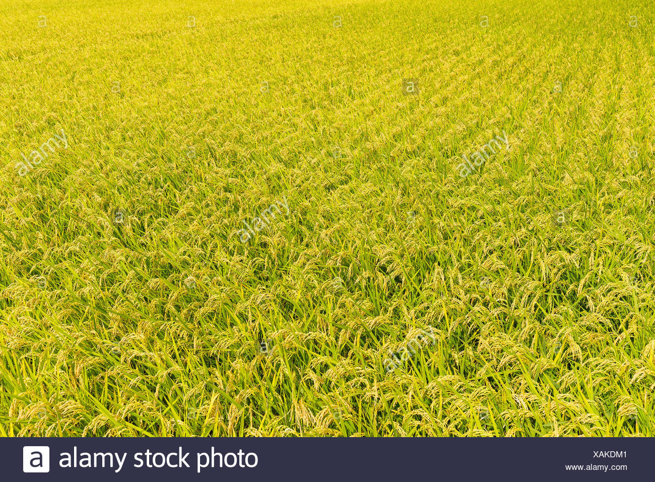 Basmati Rice Growing Stock Photos & Basmati Rice Growing Stock Images ...