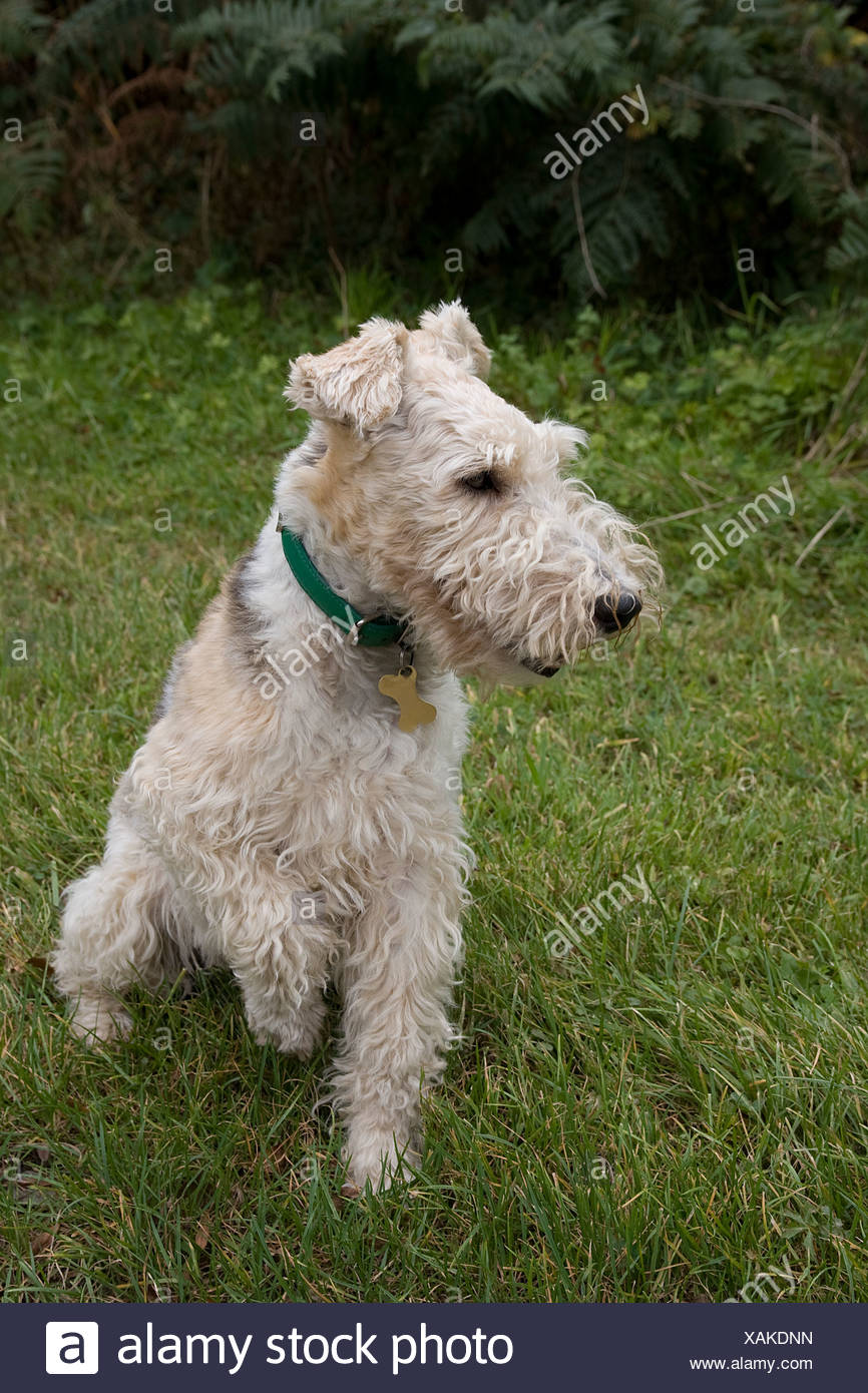 Wirey Haired Stock Photos & Wirey Haired Stock Images - Alamy