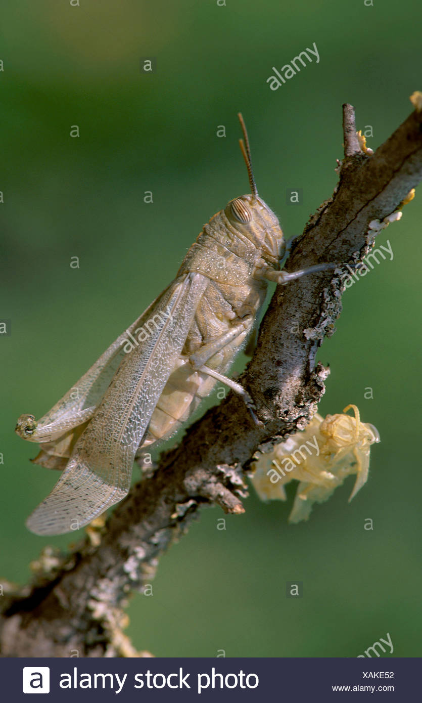 Locusta Stock Photos & Locusta Stock Images - Alamy