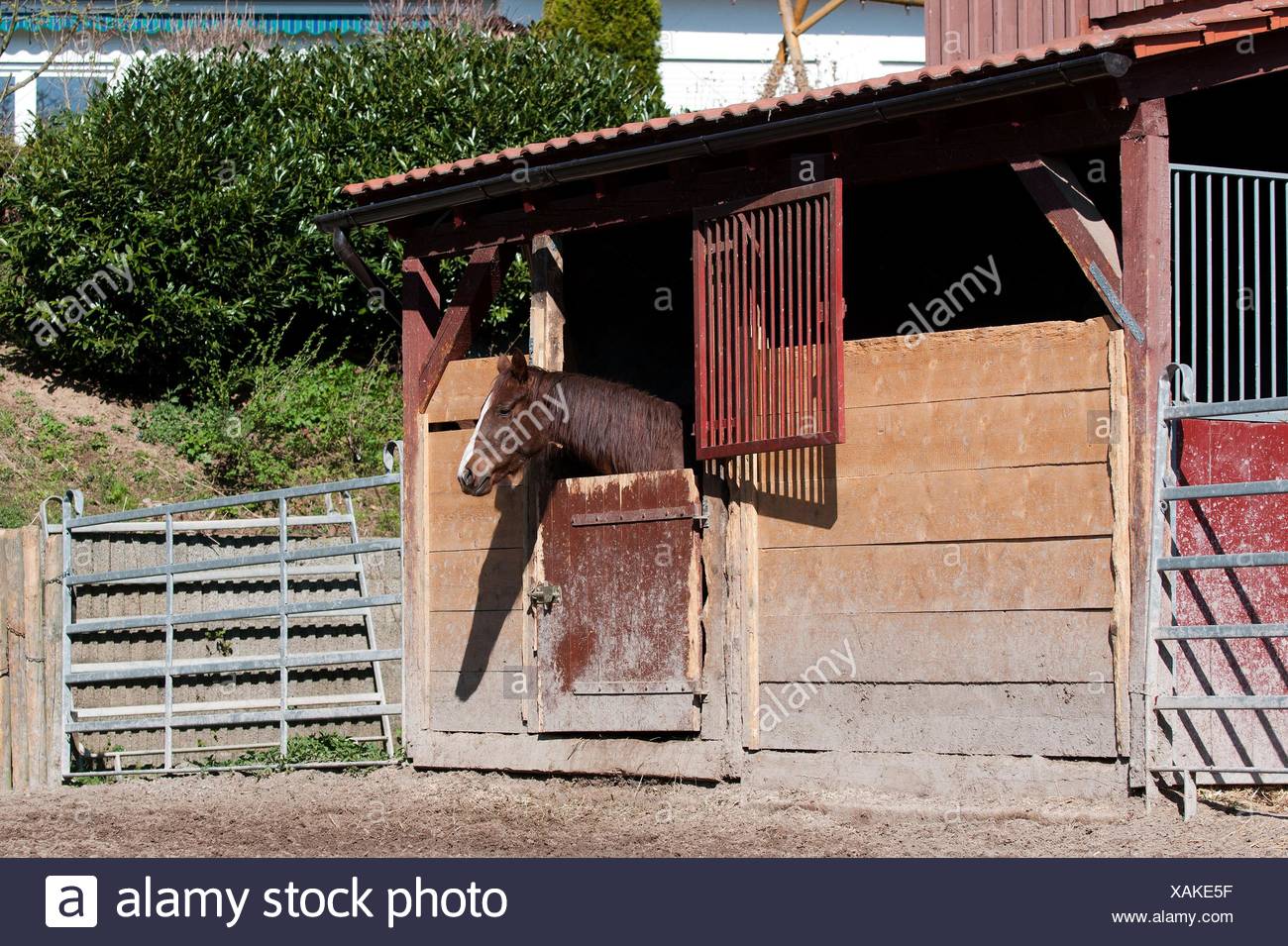 Horsebox Stock Photos & Horsebox Stock Images - Alamy