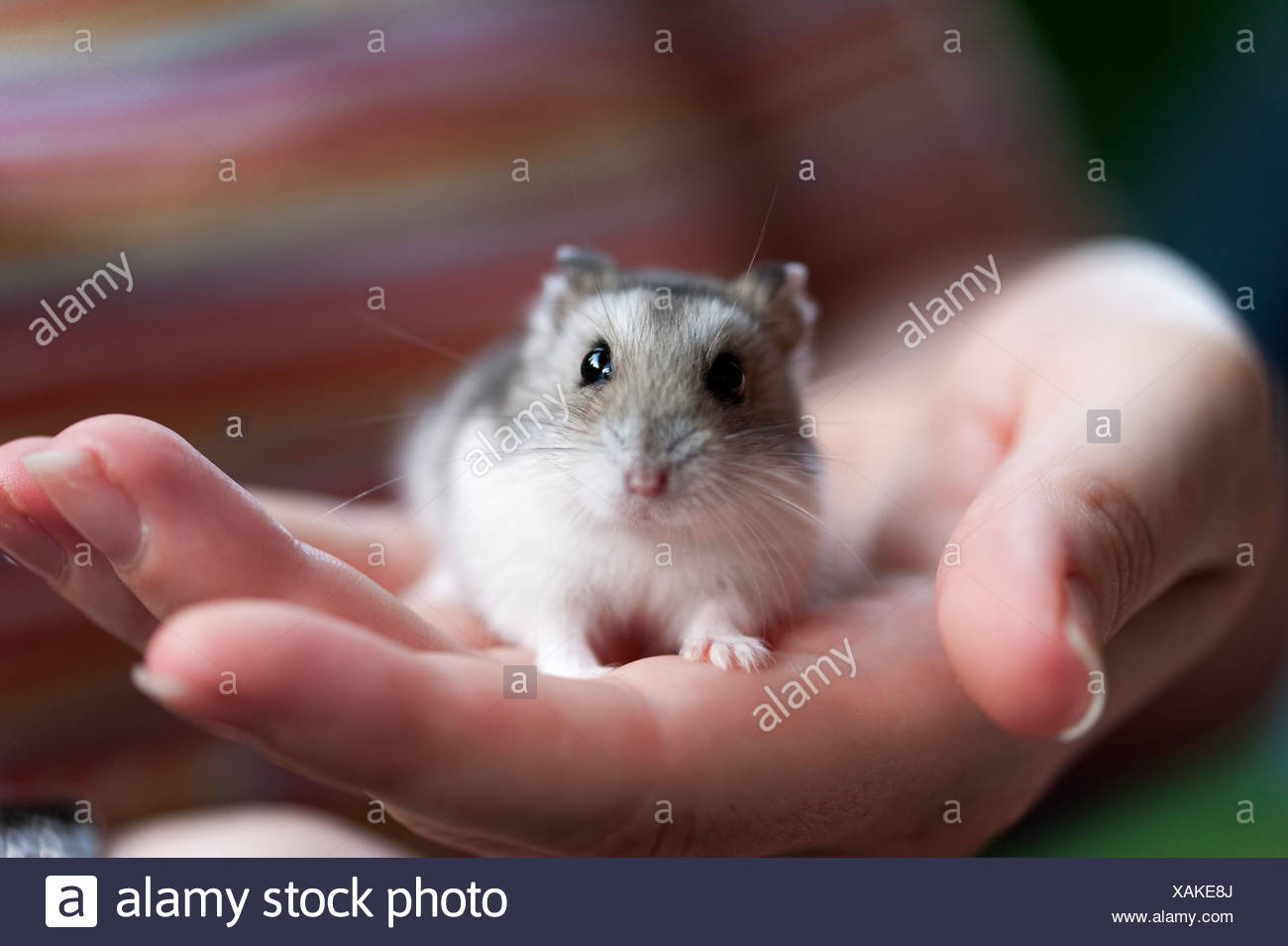 Hand Holding Hamster High Resolution Stock Photography and Images - Alamy