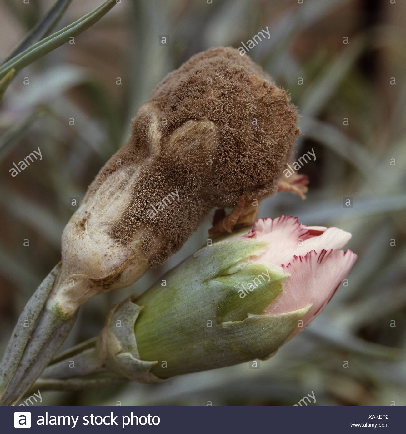 Grey Mould Plant High Resolution Stock Photography and Images - Alamy