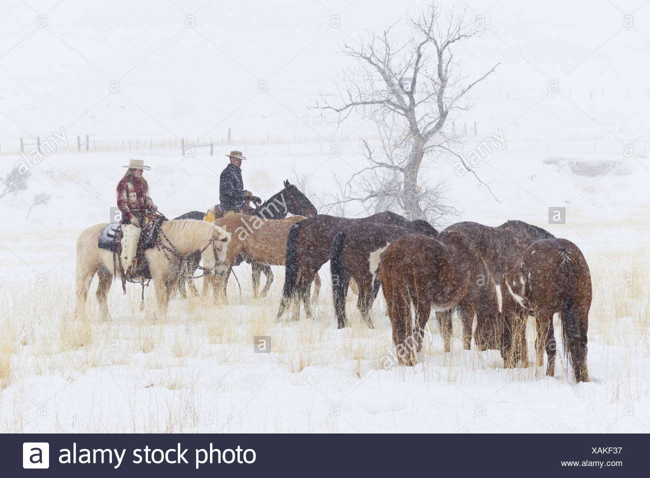 Cowboys In Snow Stock Photos & Cowboys In Snow Stock Images - Alamy