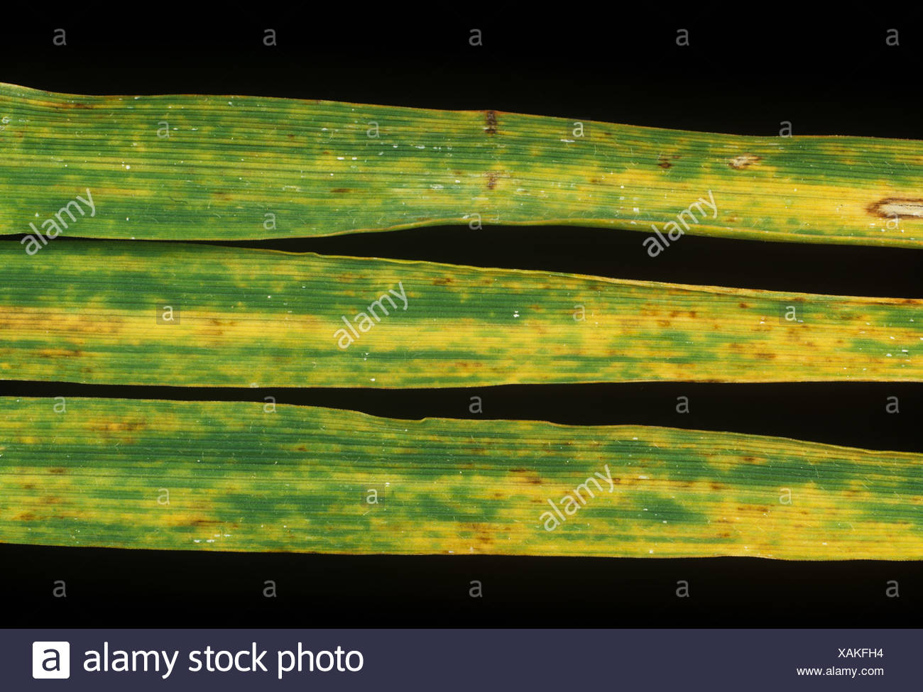 Mottled Leaves Stock Photos & Mottled Leaves Stock Images - Alamy