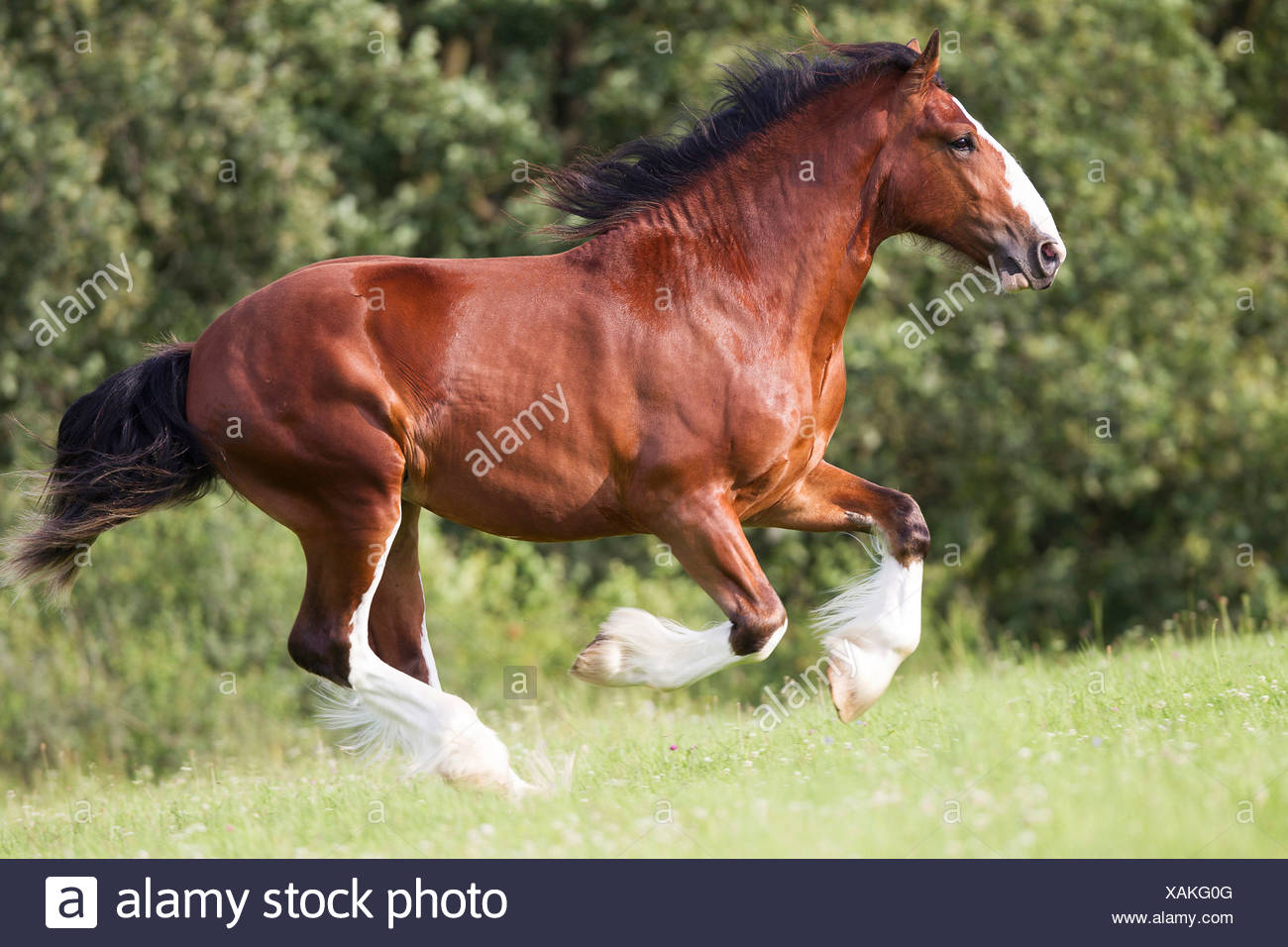 Galloping Shire Horse Stock Photos & Galloping Shire Horse Stock Images ...