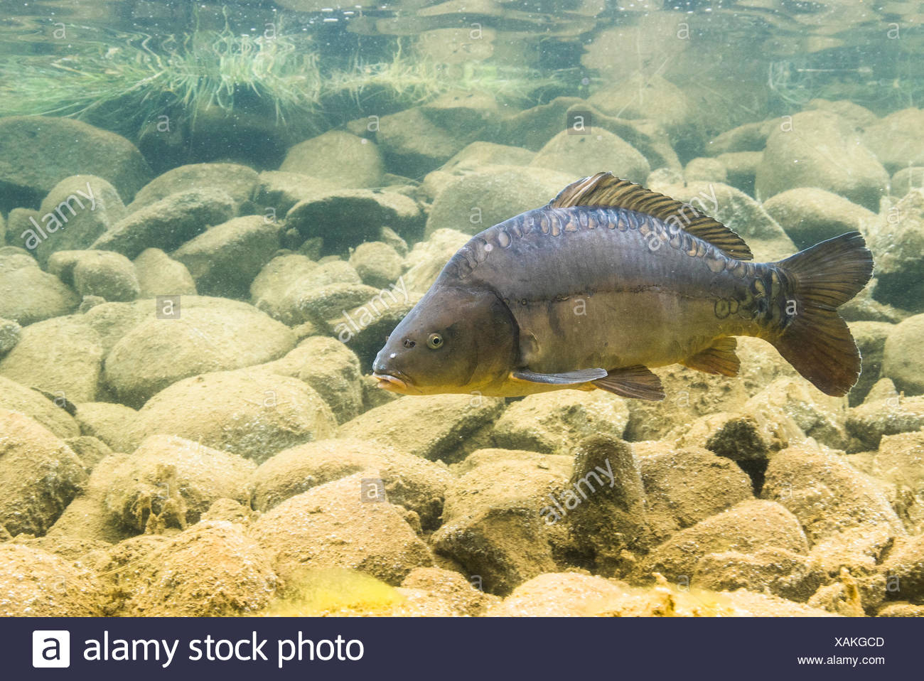 Mirror Carp Underwater High Resolution Stock Photography and Images - Alamy