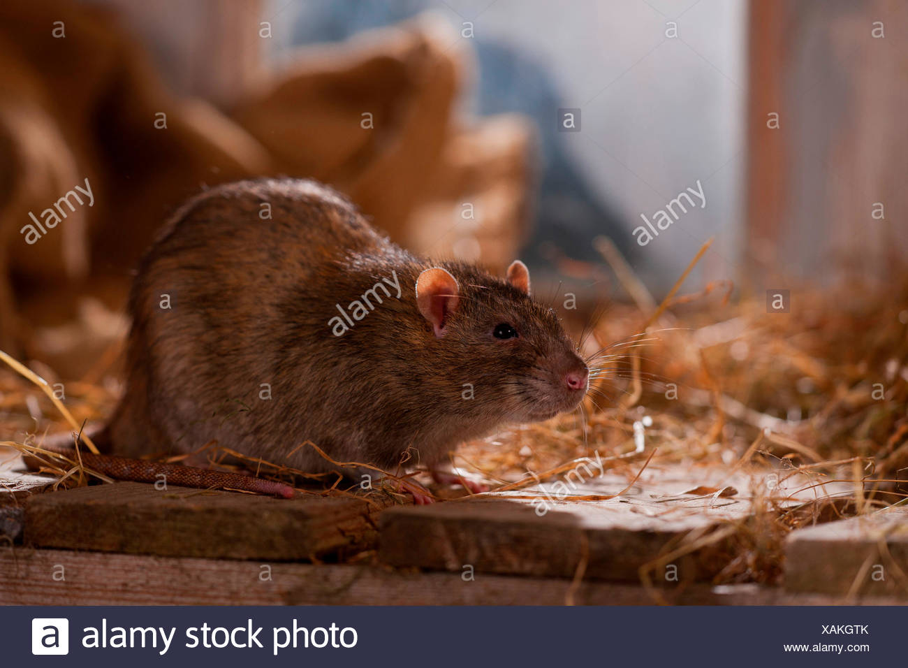 Rattus Norvegicus Stock Photos & Rattus Norvegicus Stock Images - Alamy