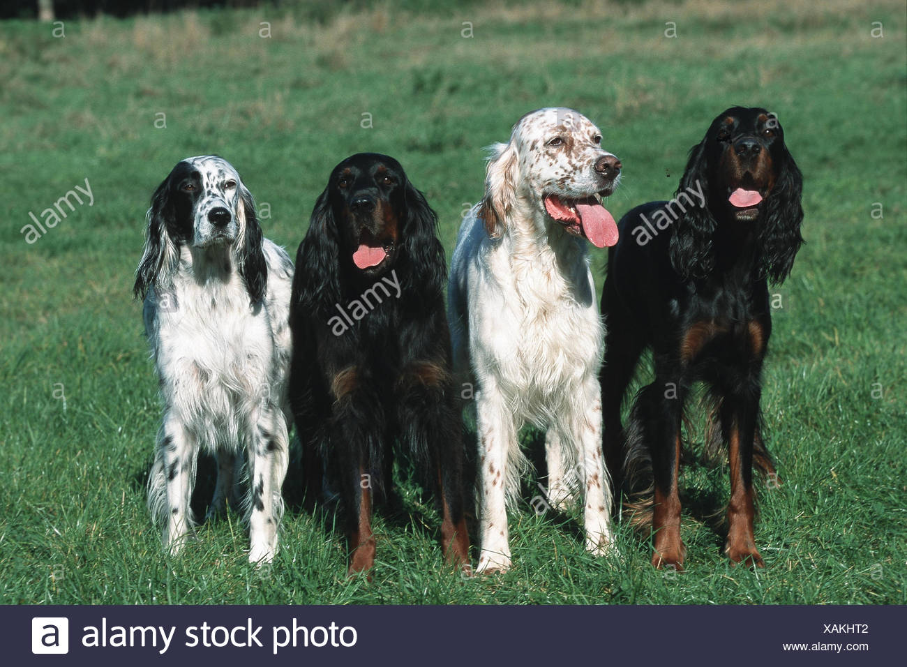 Gordon F High Resolution Stock Photography and Images - Alamy