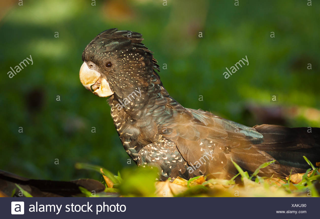 Female Red Tailed Black Cockatoo High Resolution Stock Photography and ...