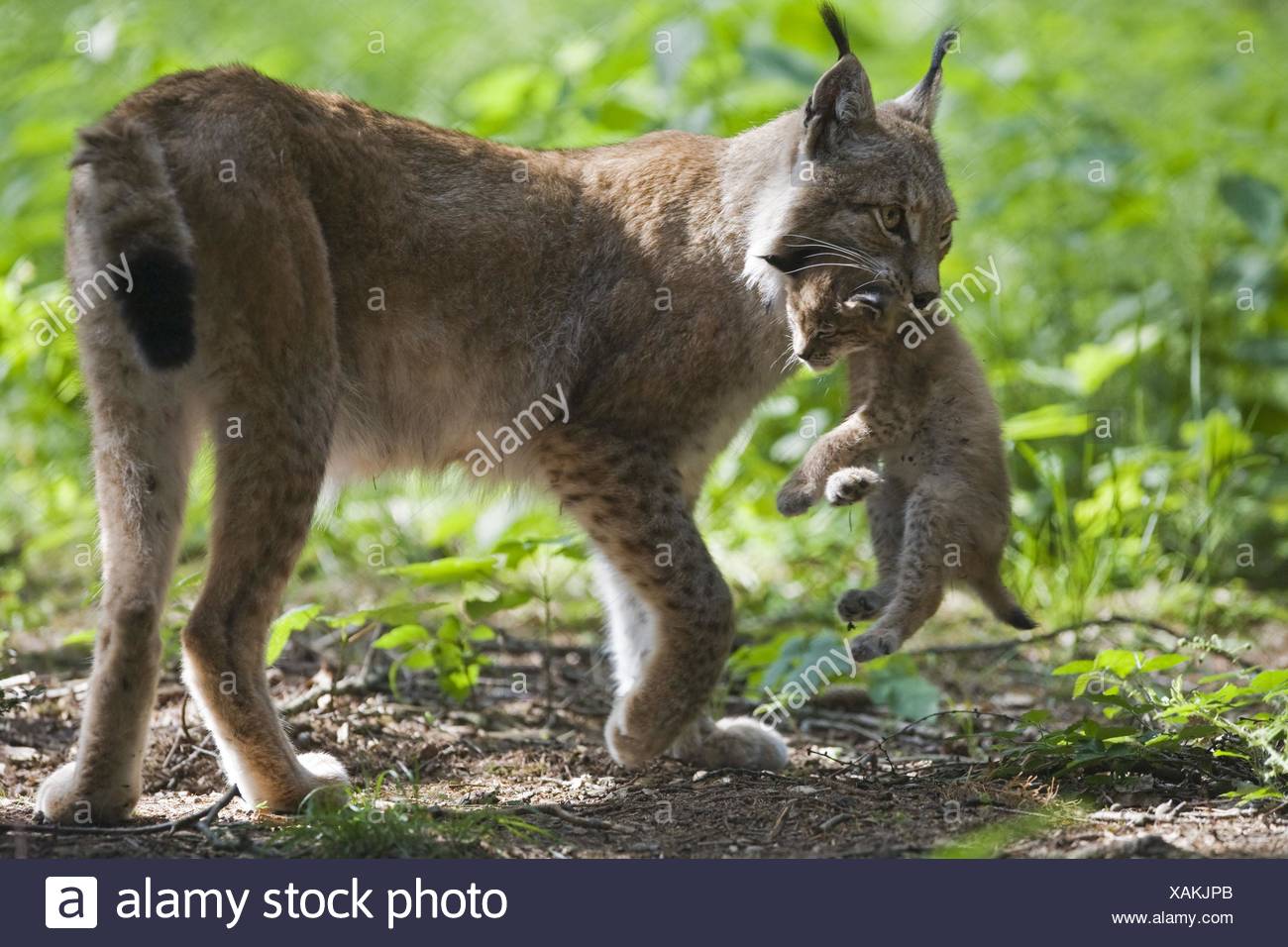 Mother And Baby Lynx High Resolution Stock Photography and Images - Alamy