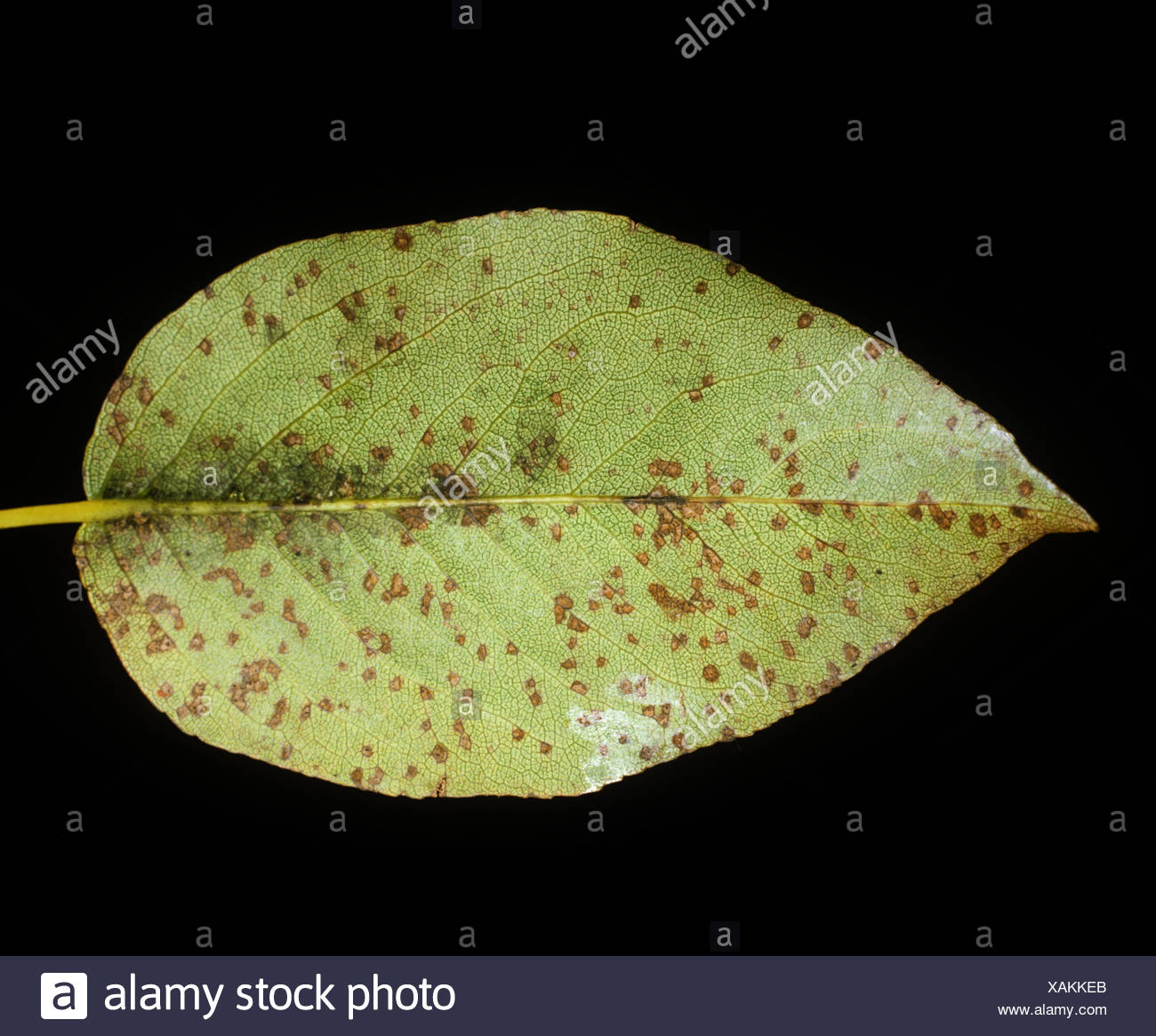 Pear Disease Stock Photos & Pear Disease Stock Images - Alamy