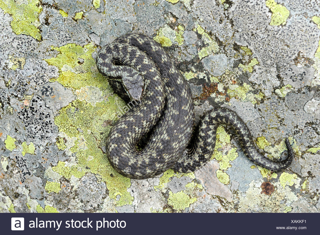 Adder Snake Vipera Berus Basking High Resolution Stock Photography and ...