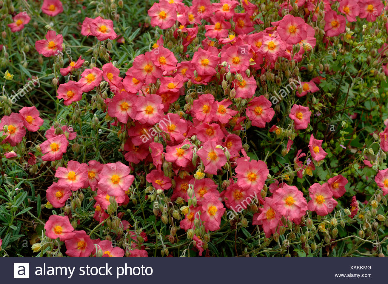 Rock Rose High Resolution Stock Photography and Images - Alamy