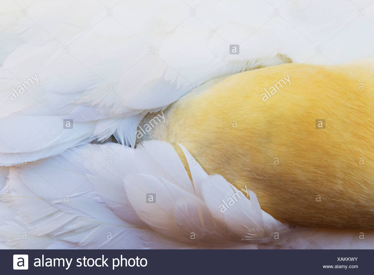 Under Wings High Resolution Stock Photography and Images - Alamy