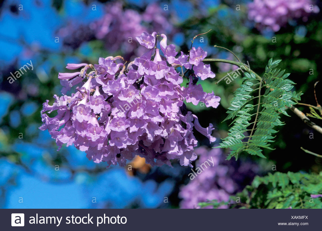 Blue Jacaranda Jacaranda Mimosifolia Bignoniaceae Stock Photos & Blue ...