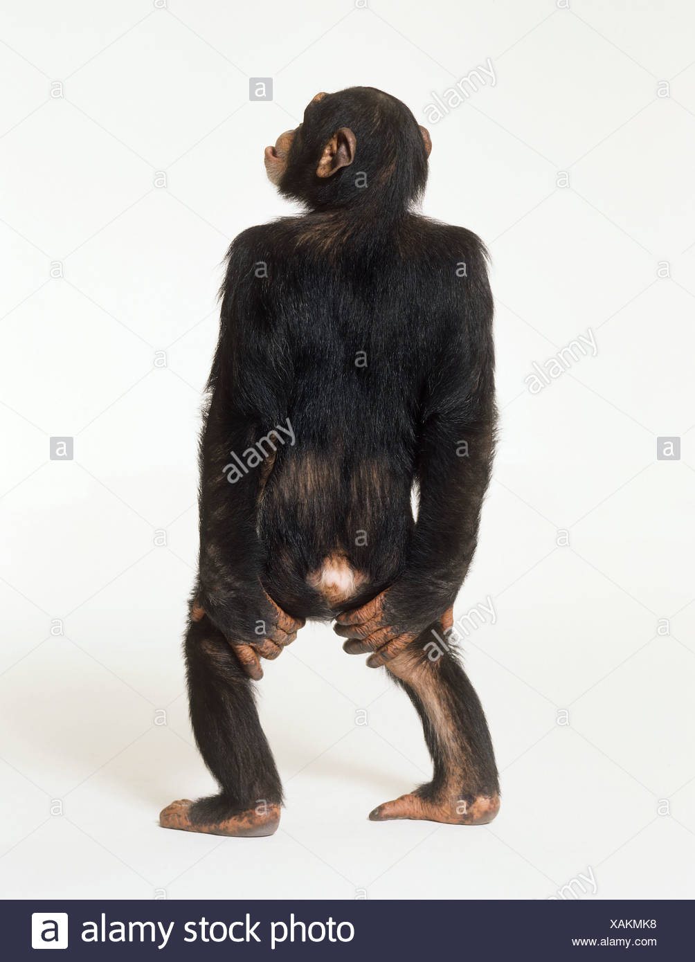 Savanna Chimpanzee Standing Cut Out Stock Photos & Savanna Chimpanzee ...