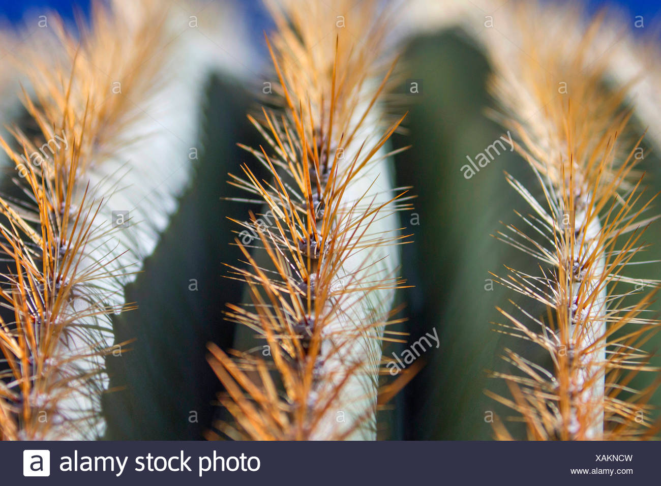 Cactus Ribs High Resolution Stock Photography and Images - Alamy