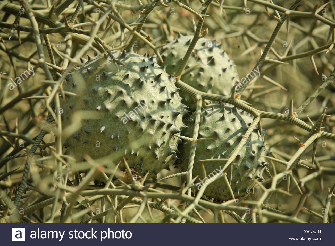 Nara Plant High Resolution Stock Photography and Images - Alamy