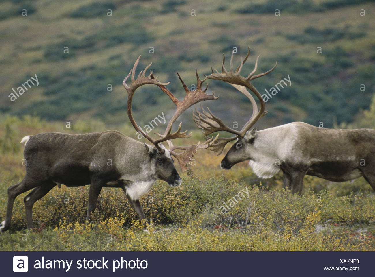 Full Horns High Resolution Stock Photography and Images - Alamy