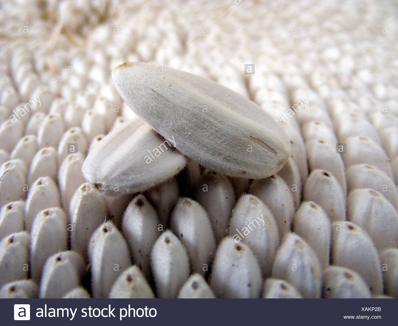 Fibonacci Sequence Circle High Resolution Stock Photography and Images ...