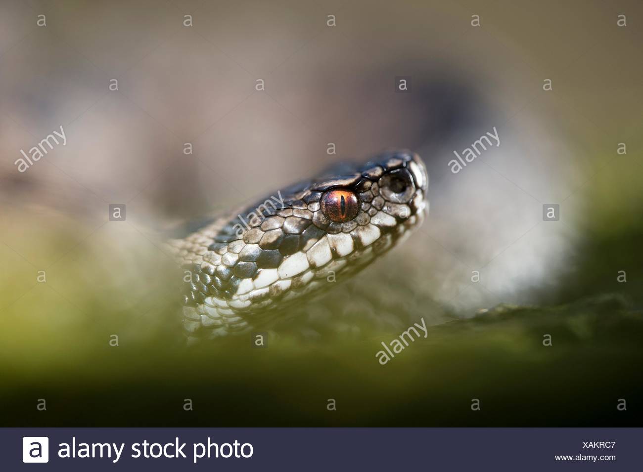 Snake Curled Up Stock Photos & Snake Curled Up Stock Images - Alamy