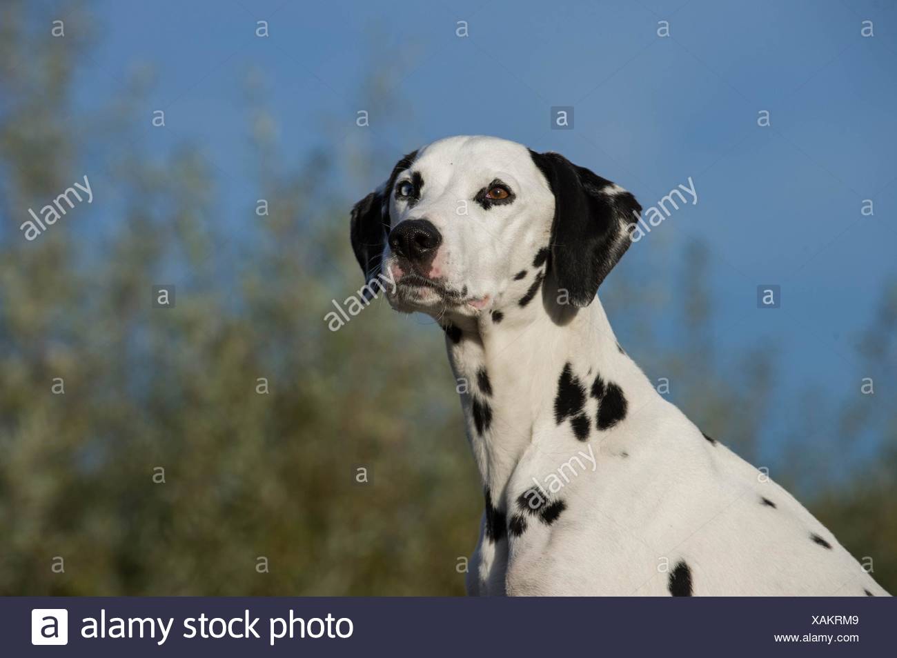 Spotty Dalmatians Dalmatian Dogs Dog High Resolution Stock Photography ...
