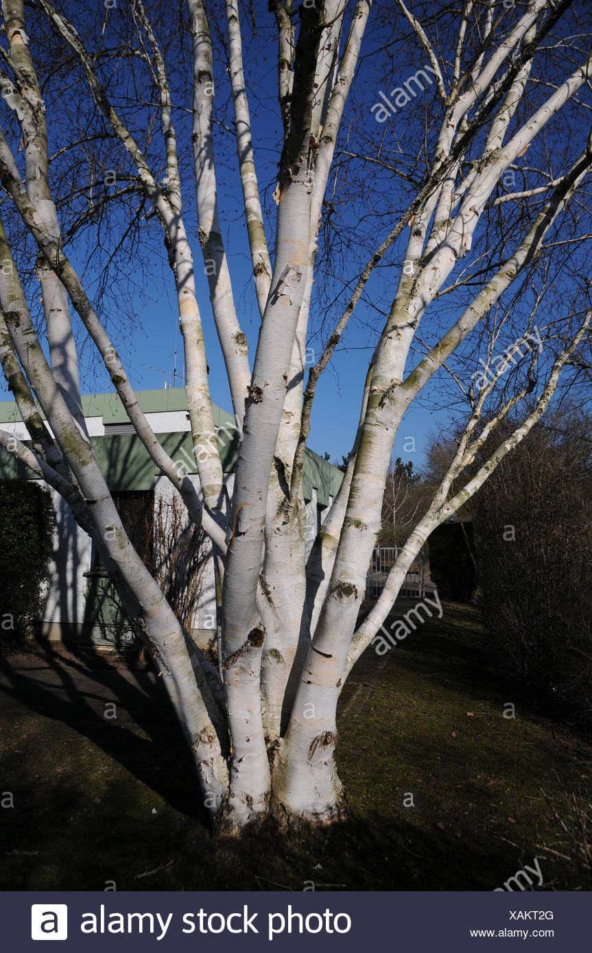 Ermans Birch Stock Photos & Ermans Birch Stock Images - Alamy