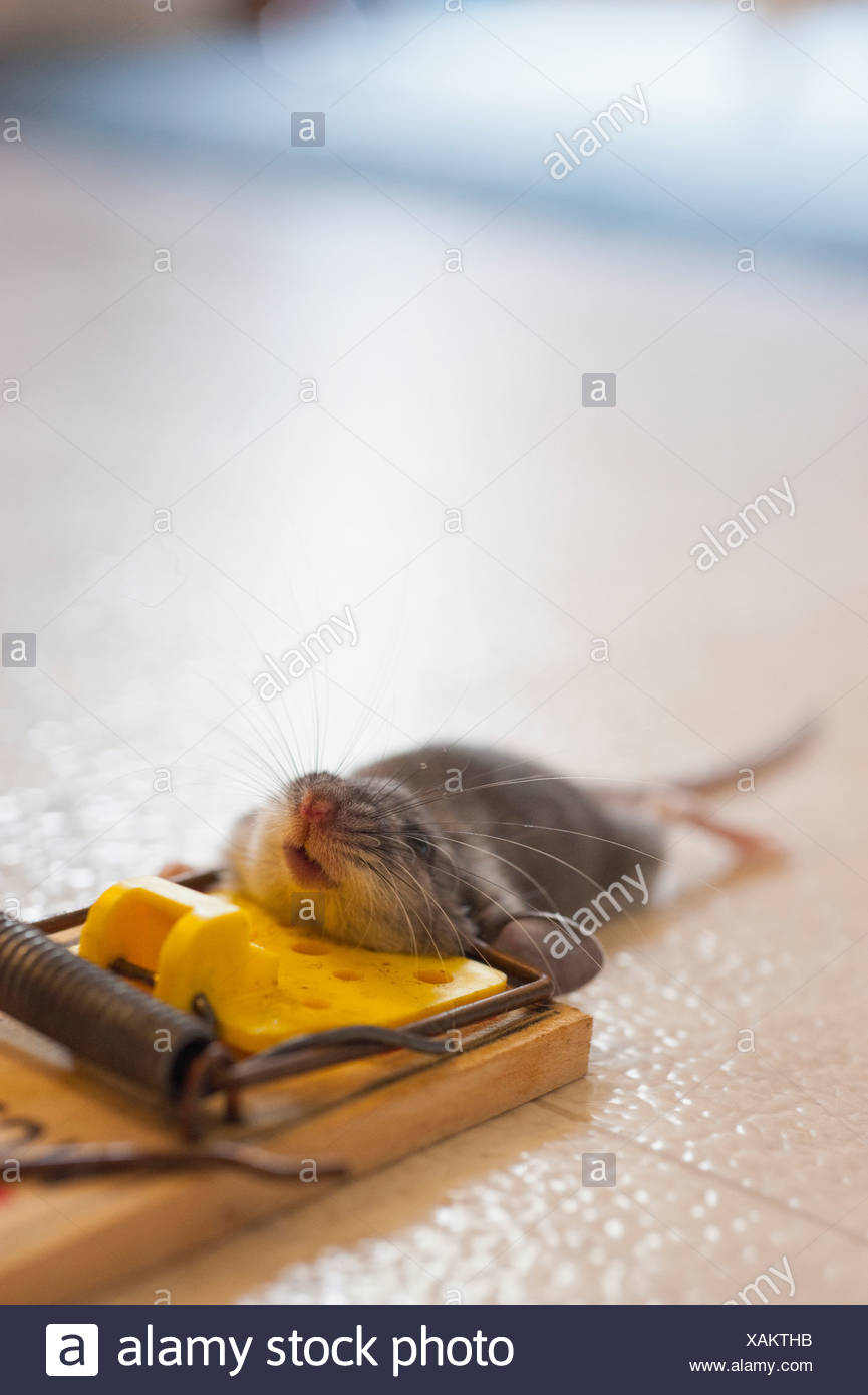 Mouse Caught In Mousetrap Stock Photos & Mouse Caught In Mousetrap ...