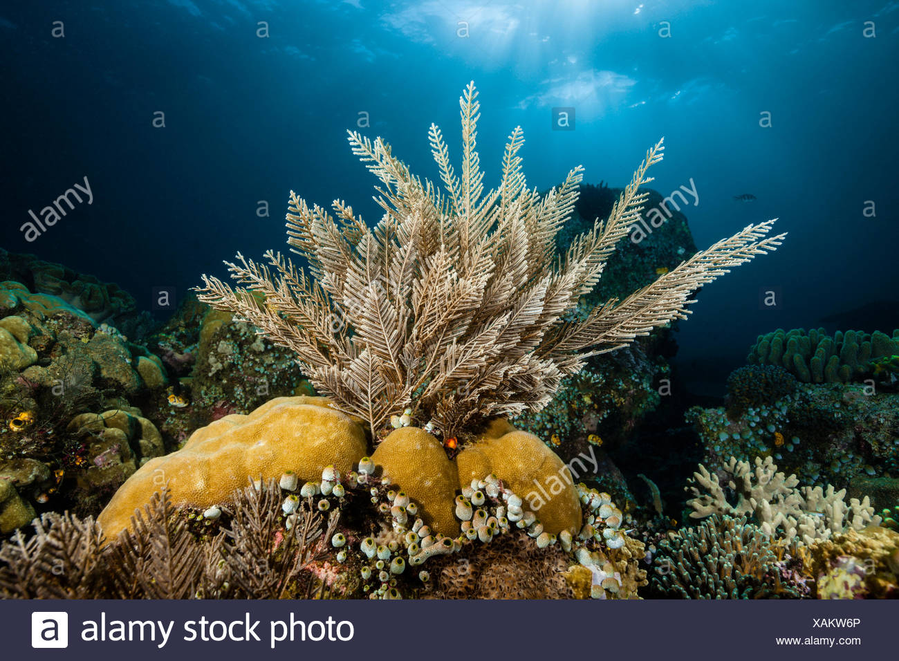 Stinging Hydroid High Resolution Stock Photography and Images - Alamy