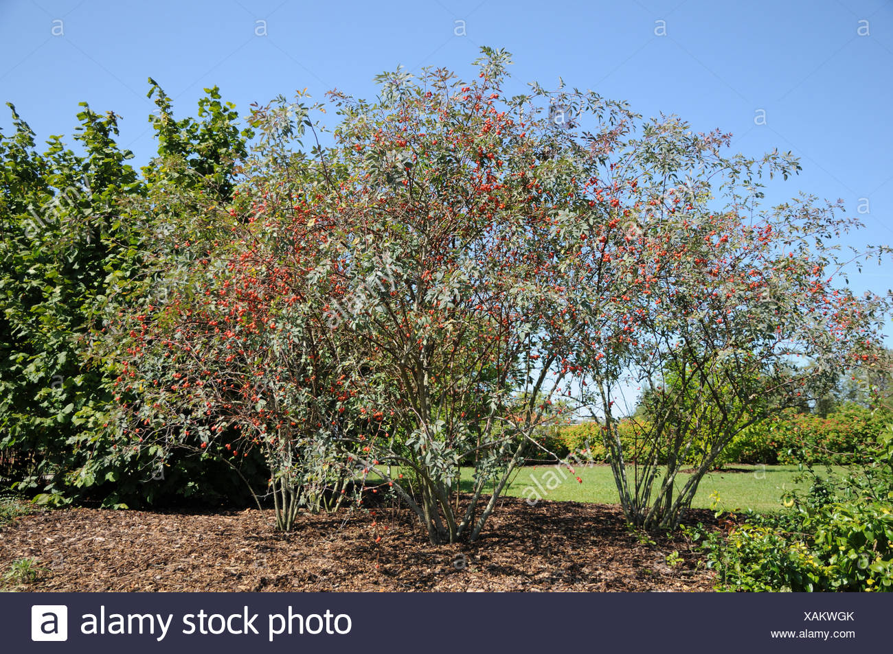 Redleaf Rose High Resolution Stock Photography and Images - Alamy
